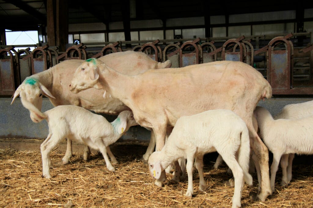 6 beneficios de la leche cruda de oveja - Dehesa de Los Llanos